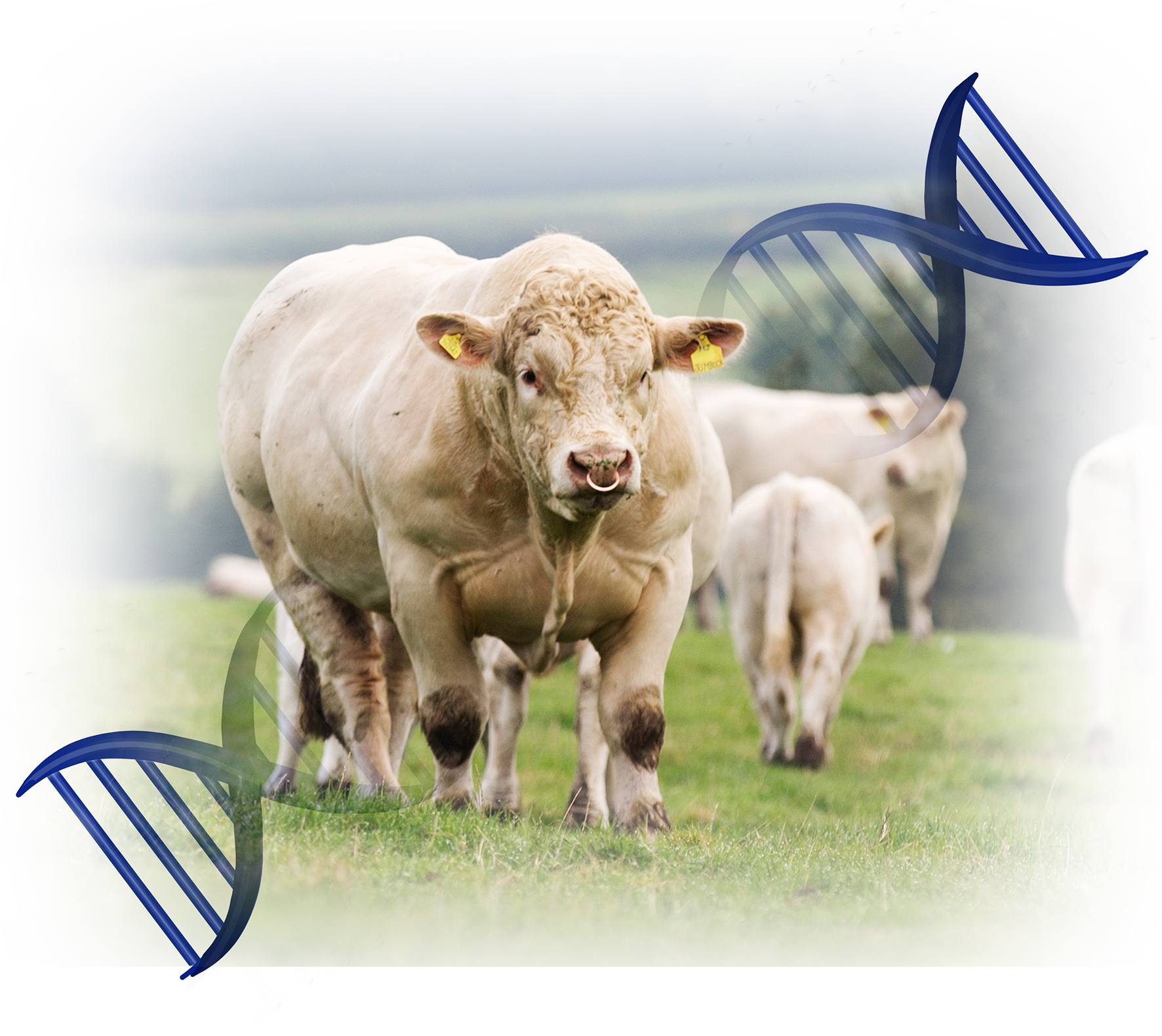 What is Myostatin, and what does it do? – SempreFit