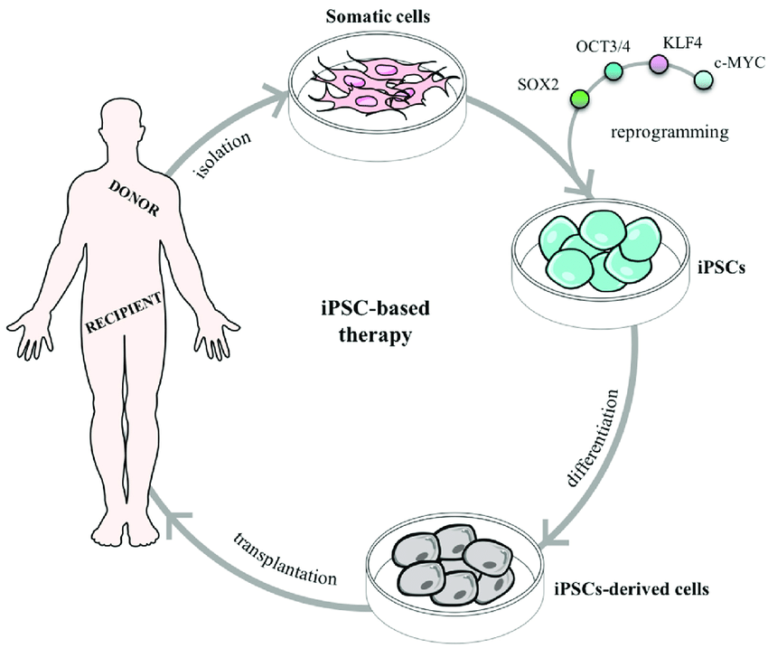 step by step Yamanaka factor Process – SempreFit